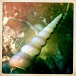 The Mystery of Unicorns - Frances Livings